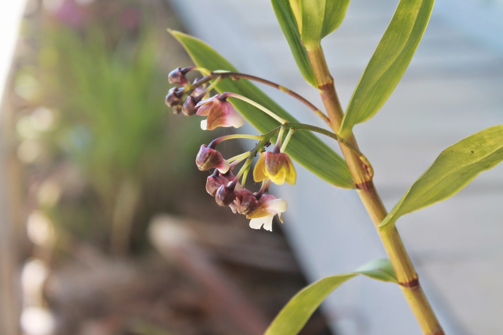 Bunga Papua Terlengkap | Budaya Papua
