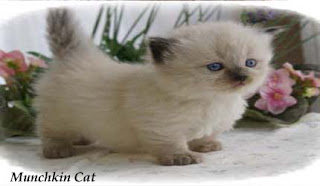 Cats Gallery: Basic Information of Munchkin Cat
