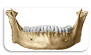 MAXILAR INFERIOR O MANDÍBULA: El Maxilar Inferior o Mandibula