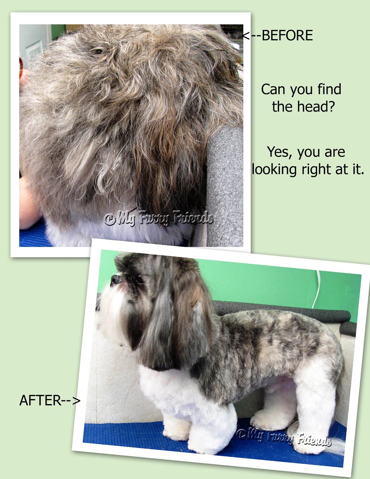 Pet Grooming: The Good, The Bad, & The Furry: Another Batch of Before ...