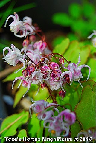 Thursday Garden Review: The Genus Epimedium | Teza's Hortus Magnificum