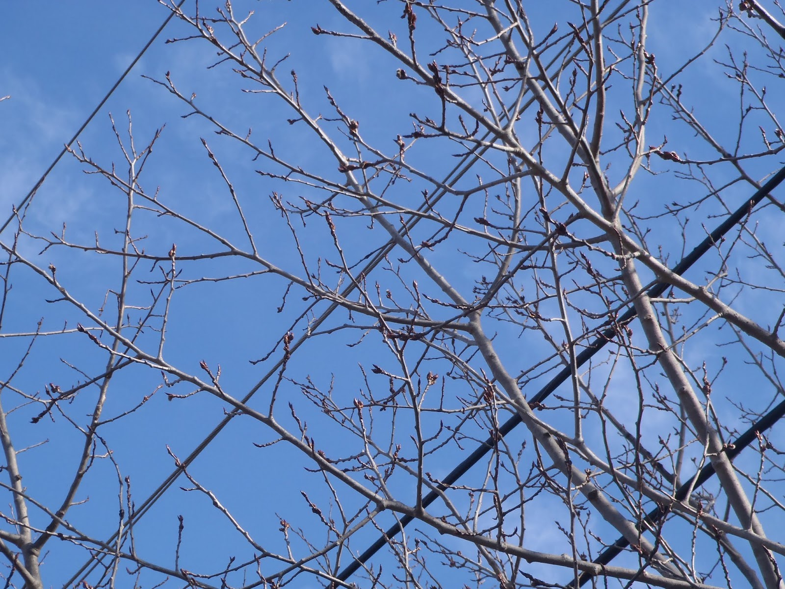 Out of the Box: an invitation into nature: Early Bloom