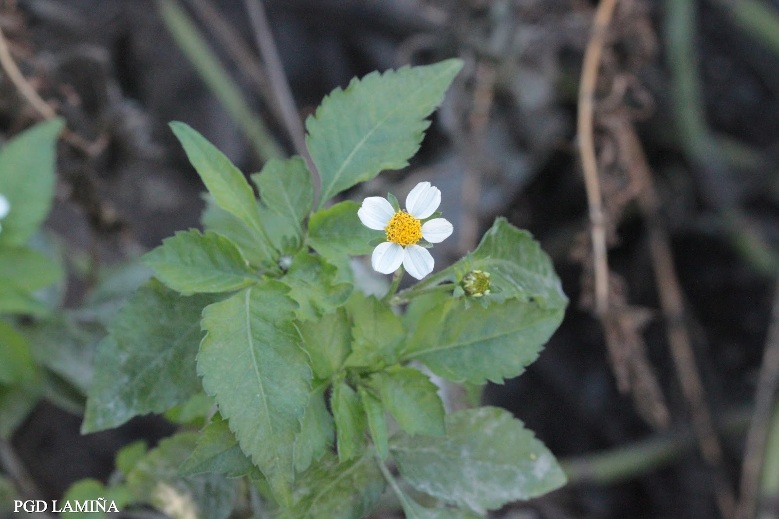 BIDENS PILOSA. amor seco.