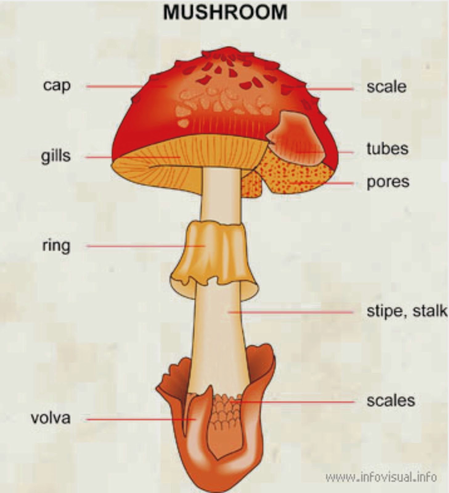 Sharing Information: Pengertian Fungi atau Jamur