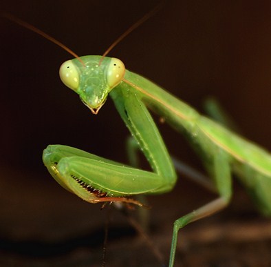 Mengenal Belalang Sembah, Klasifikasi dan Makananya - SitusHewan.com