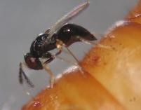 BIOLOGICAL CONTROL: TETRASTICHUS CULTURE