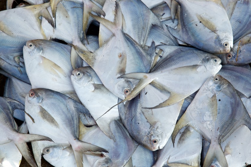 Nature Photo Notes: Antarvedi Fish Market