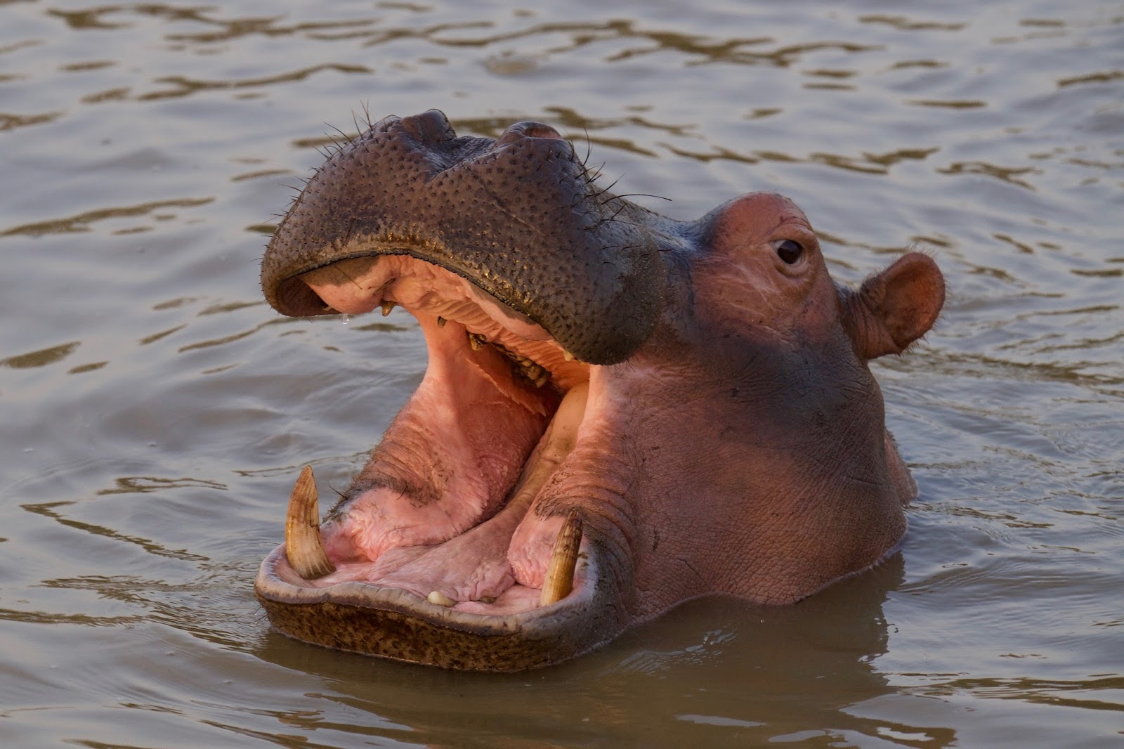 Naturfoto Einar Hugnes: Sør-Afrika 2: Blant flodhester på elva i St. Lucia