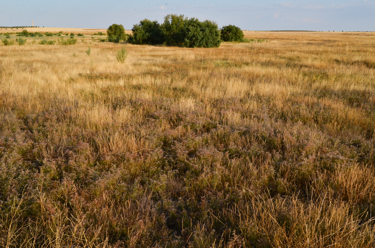 ALMANAQUE NATURAL: octubre 2015