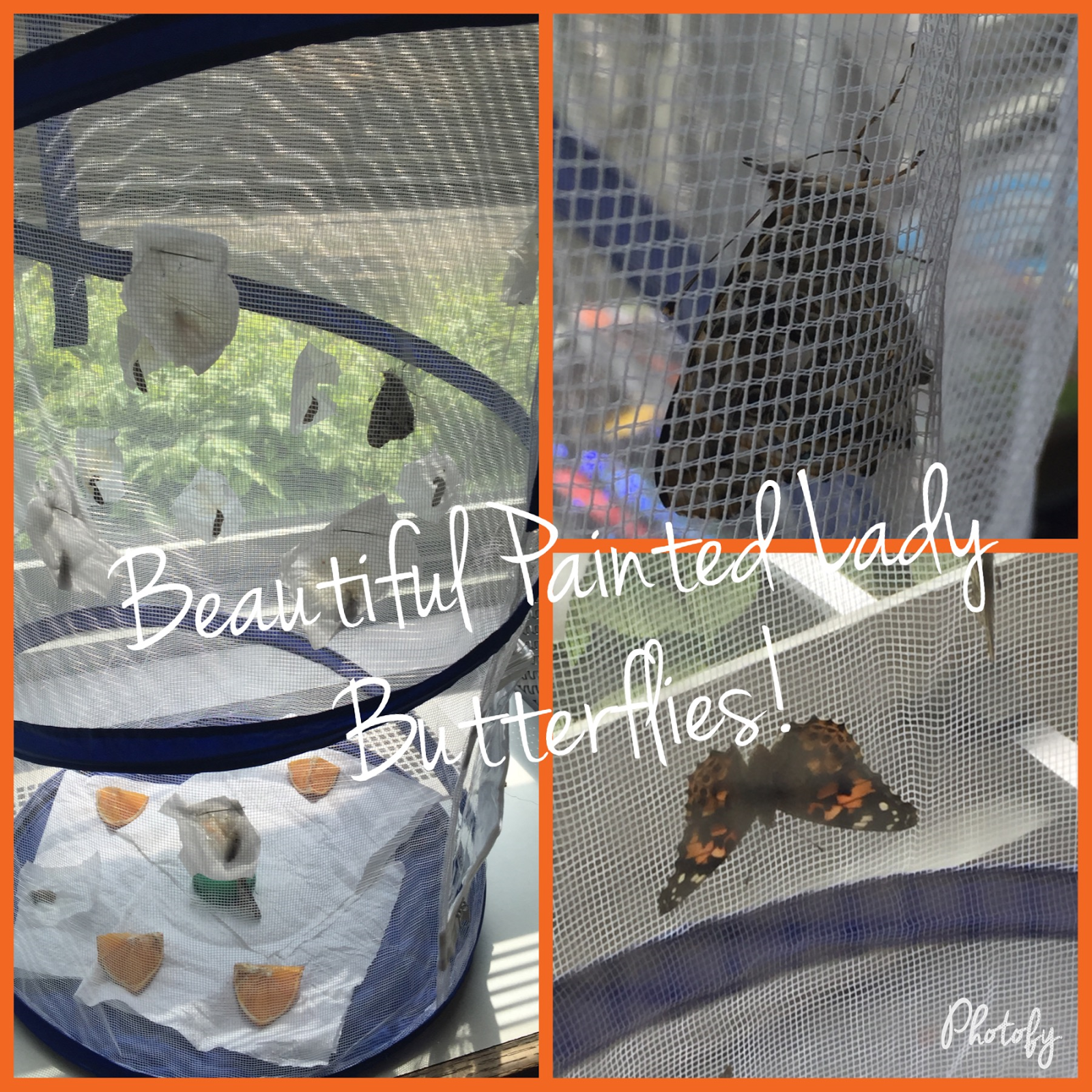 Painted Lady Butterflies - Mrs. Frey's Classroom Corner