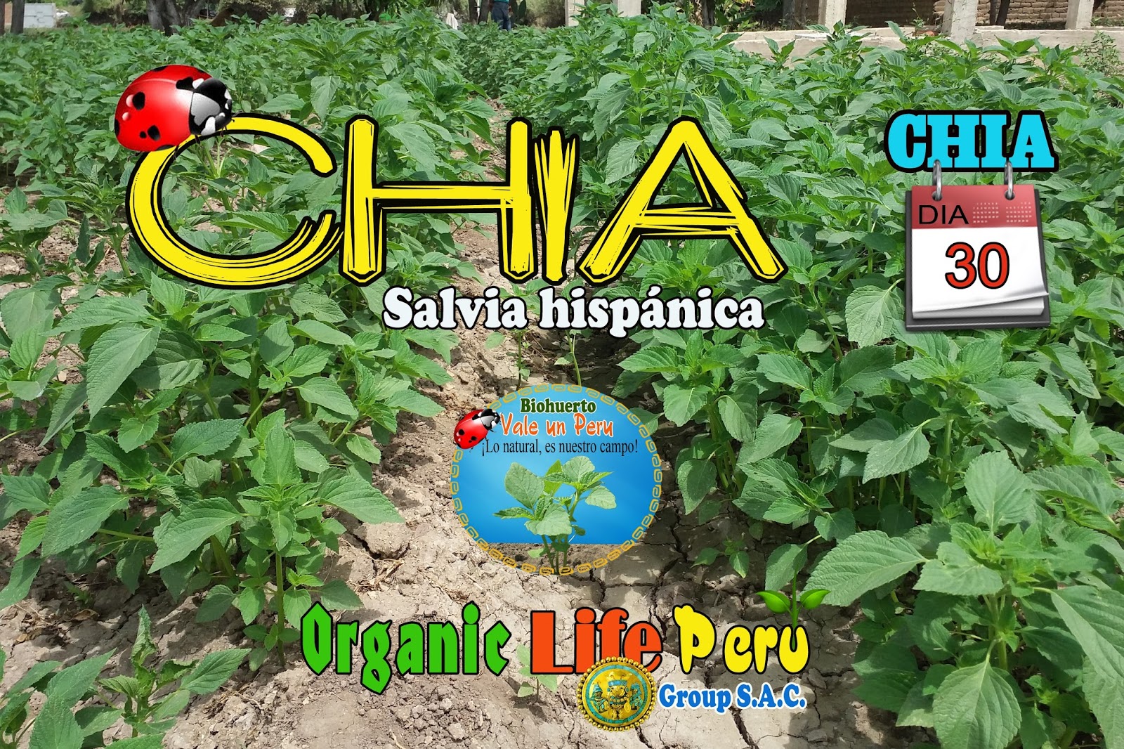 Organic Life Perú: Fases Fenológicas de la Chia - ORGANIC LP