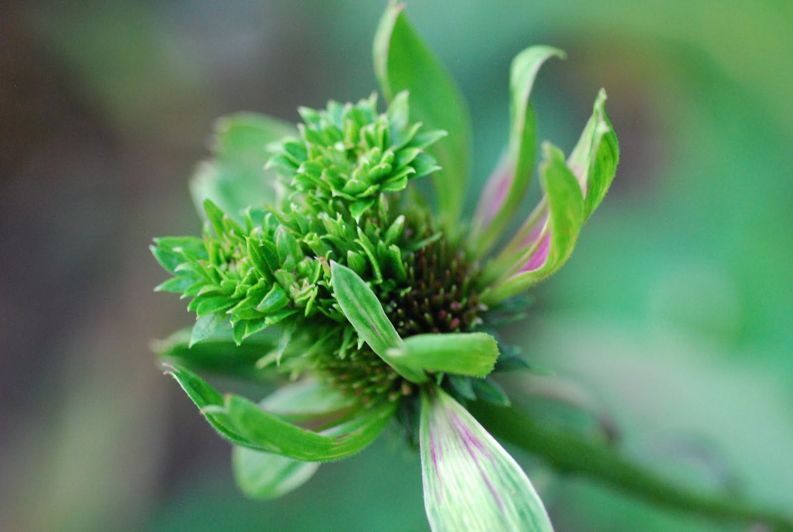 Marsha's Garden Blog: Crap - It's Aster Yellow Phytoplasma on My Cone ...