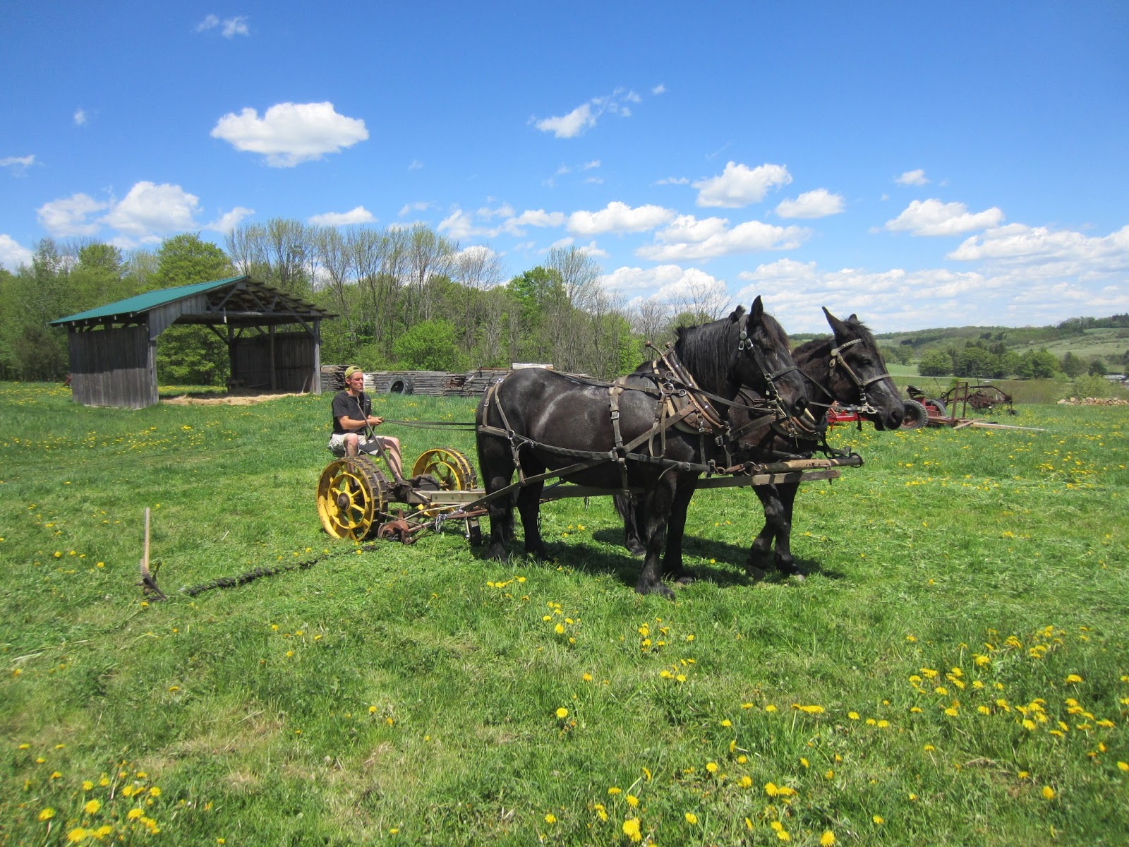 Two Spruce Farm: the end of plowing + 5 abreast + pasture clipping