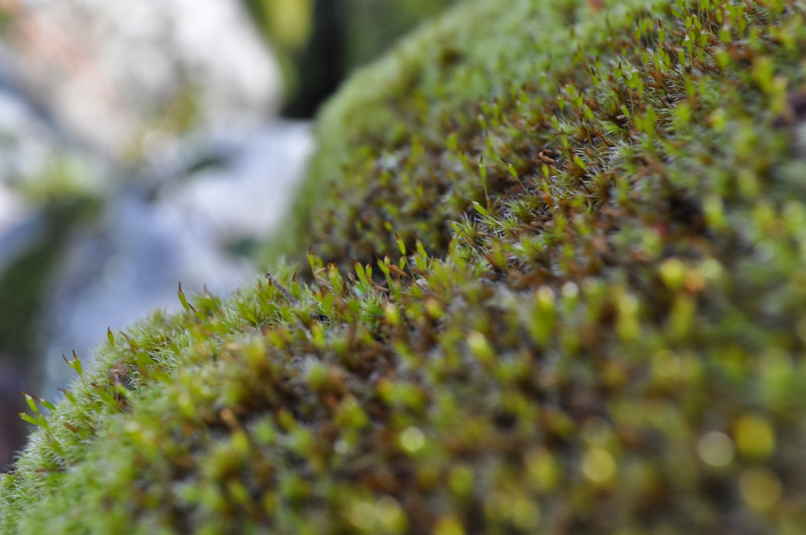 Forest Forestal: Musgo