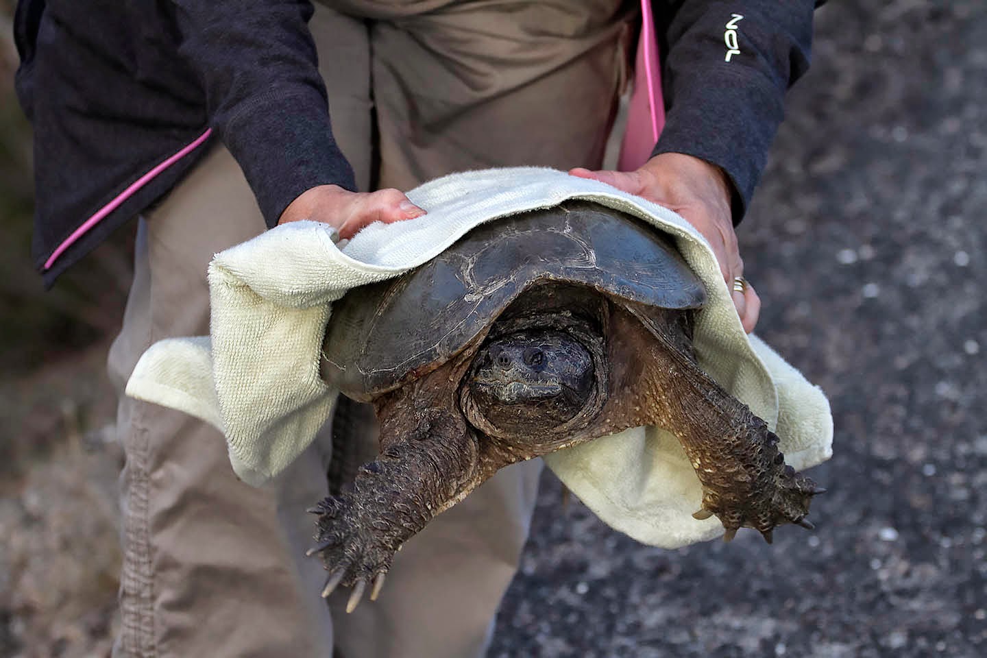 Working with wildlife - Ann Brokelman Photography: Snapping Turtle ...