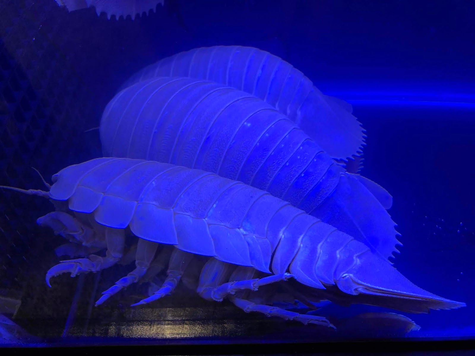 Giant Underwater Pill Bug