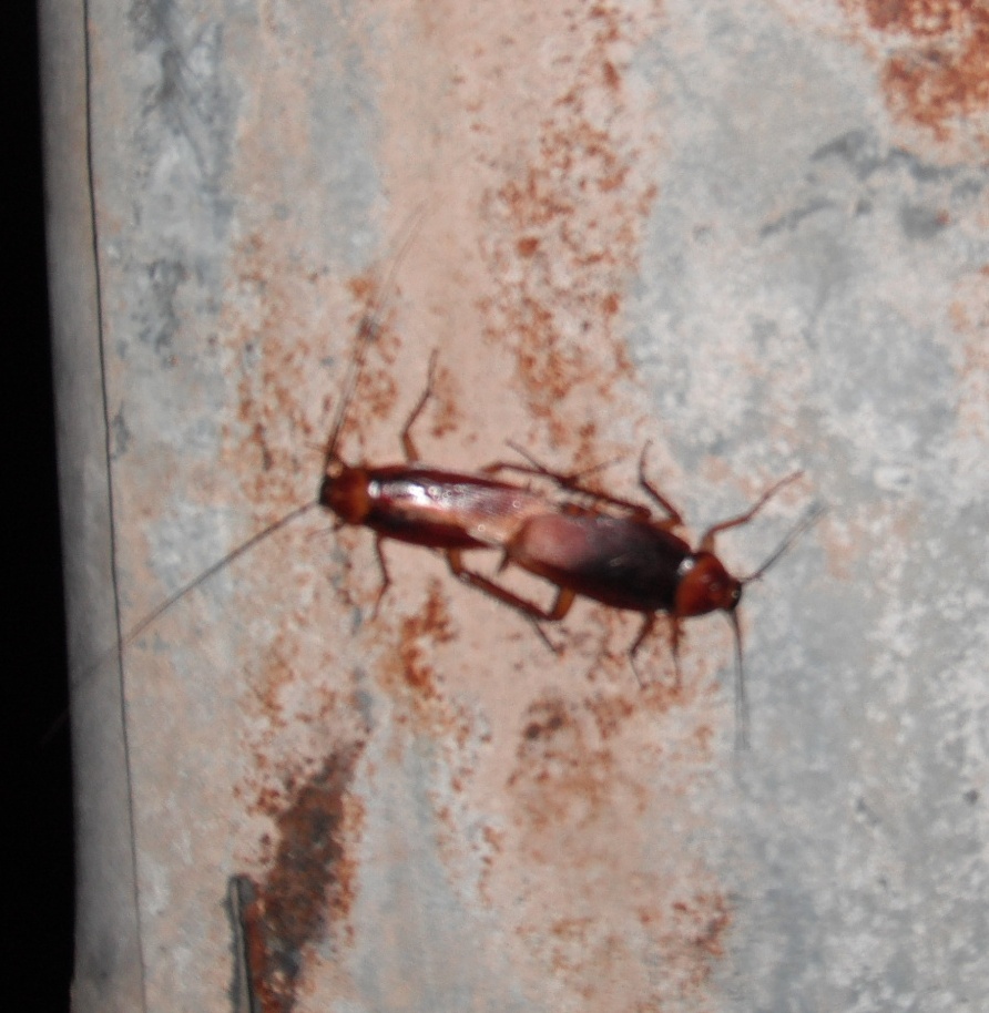 Sam in Senegal!!!: Mutant Cockroaches!