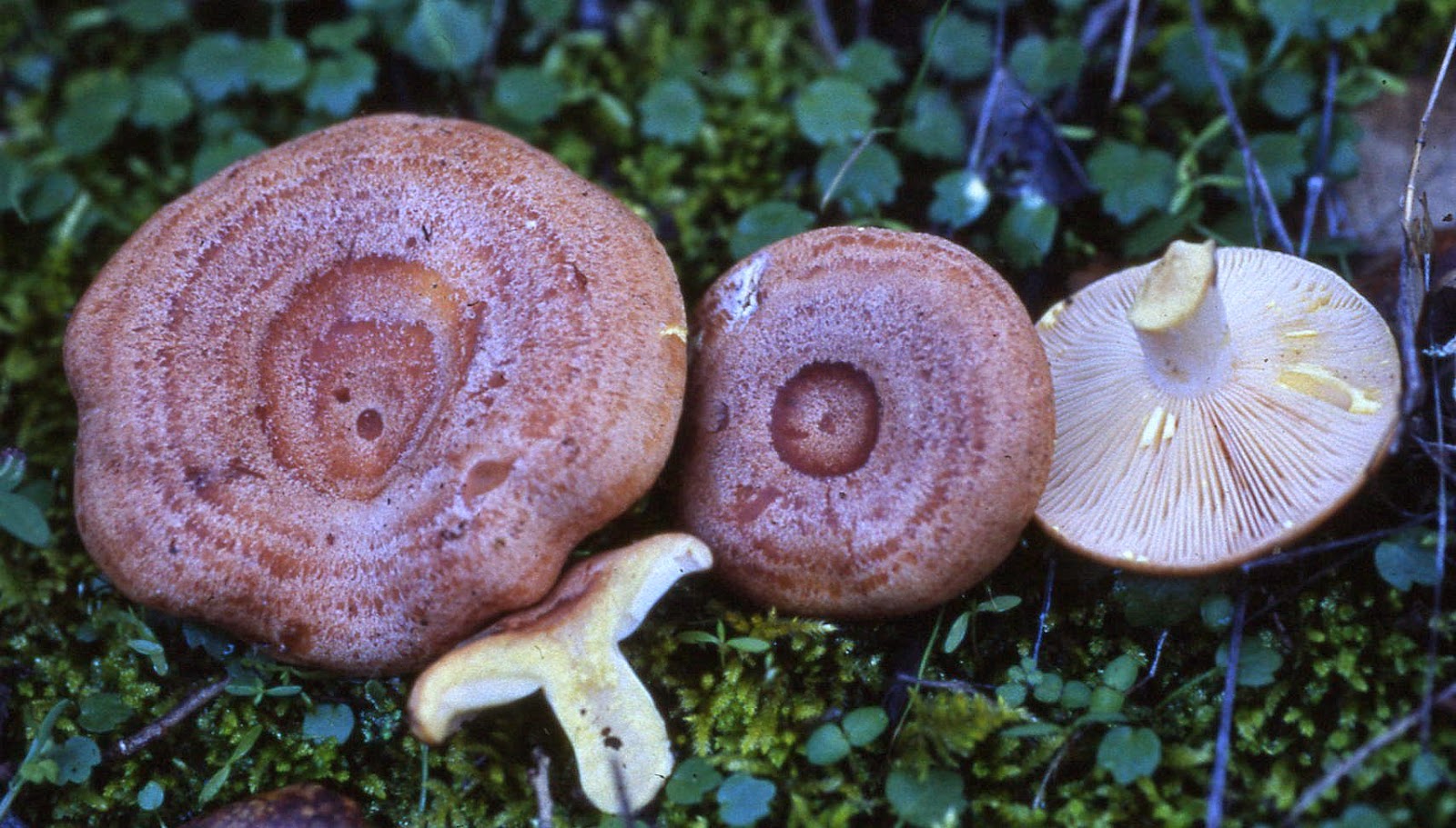 Setas Extremadura : Lactarius Zonarius
