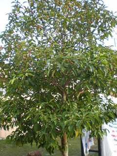 biojojo: Tanjung (Mimusops elengi L.)