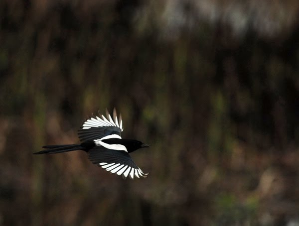 CRISTIAN NISTOR: COTOFANA