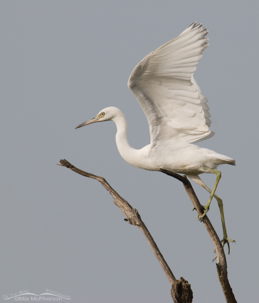 Birding Is Fun!: Big White Wading Birds