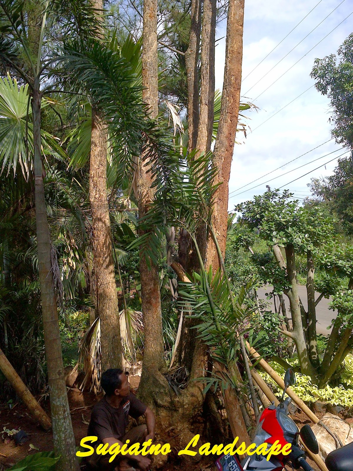 Pohon pule | Jual pohon pule murah | Tukang Taman