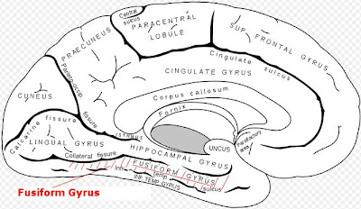 Psych Knowledge: Fusiform Gyrus!!!!