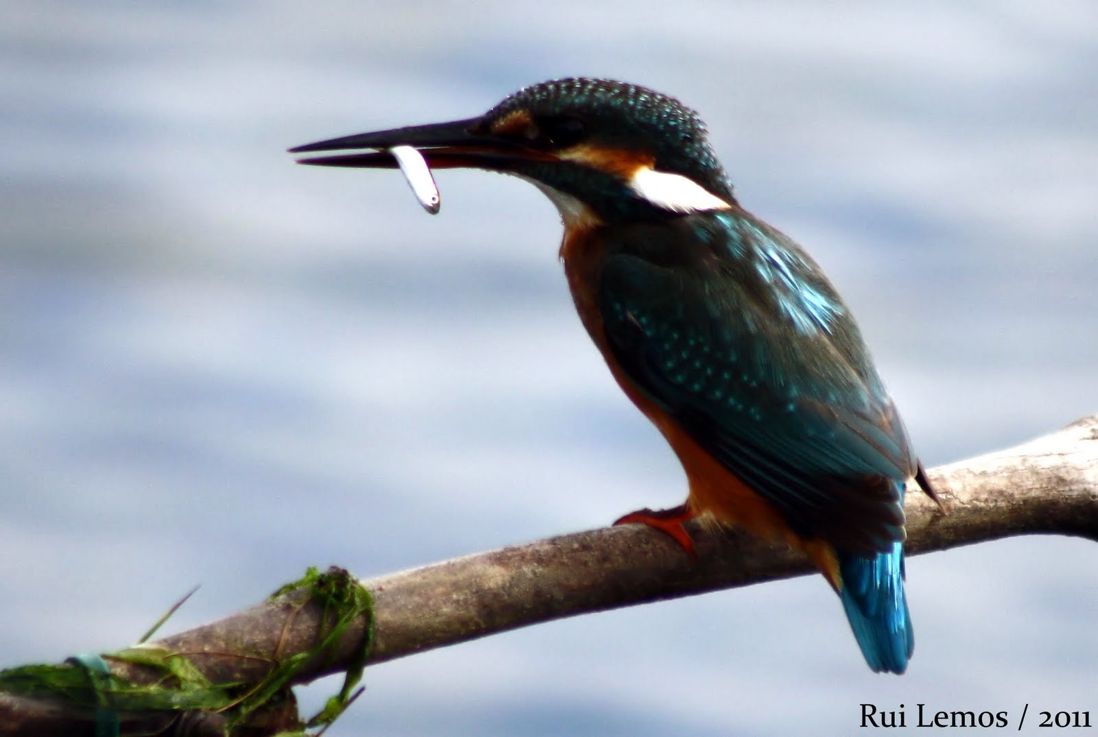 FAUNA E FLORA DO MINHO: Guarda-rios-comum, guarda-rios-europeu ou pica ...