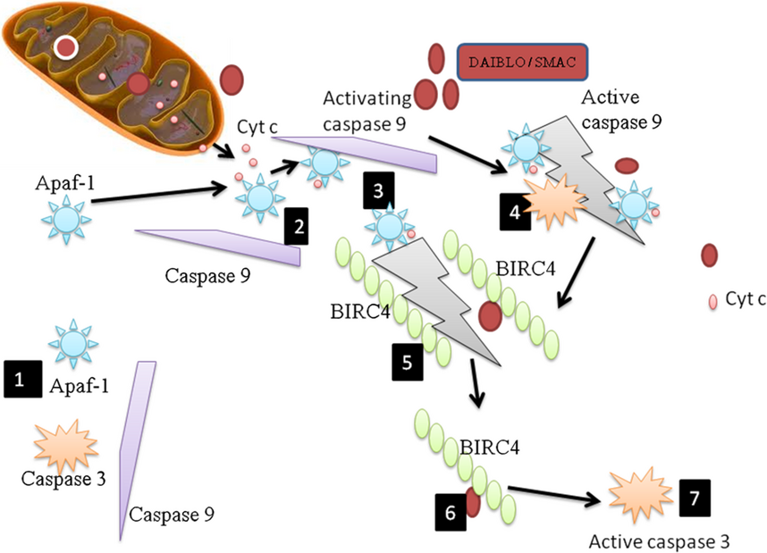 Mundo da Bioquímica (blog sobre bioquímica): Citocromo c e apoptose