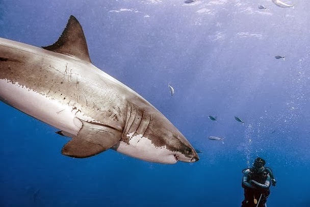 Charisma of Nature; The Most Amazing Animals As You Never See Before ...