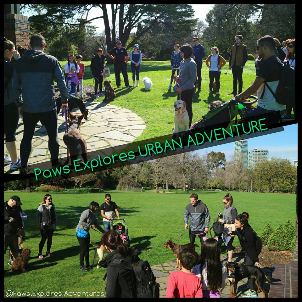 Paws Explores Pet Amazing Race - March 19 | Australian Dog Lover