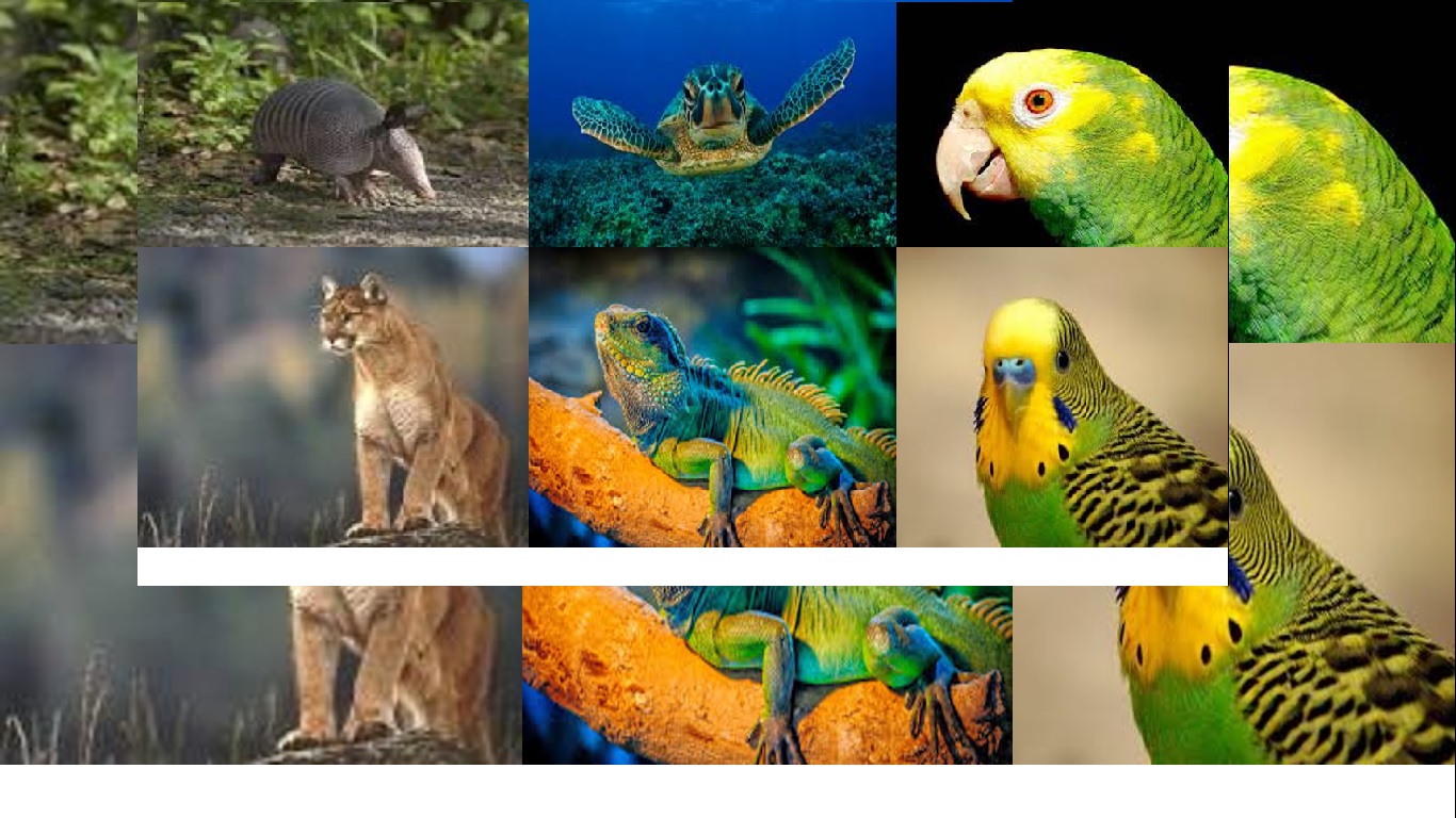 FLORA Y FAUNA EN LA REGION DE SINALOA