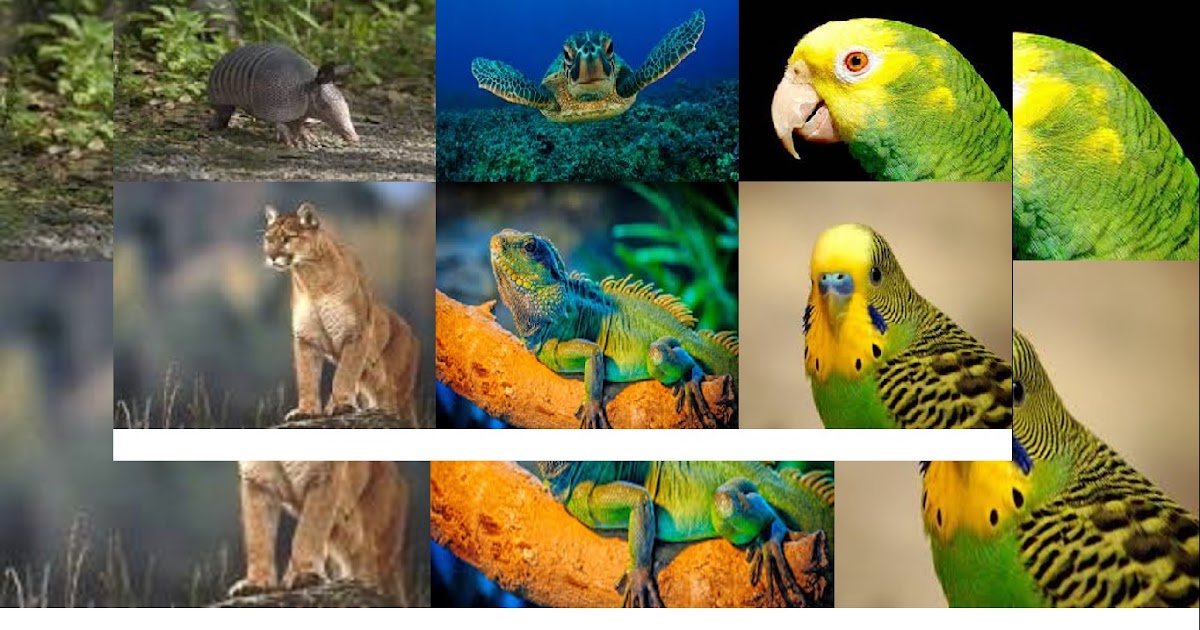 FLORA Y FAUNA EN LA REGION DE SINALOA: LO MAS IMPORTANTE DE LA FAUNA EN ...