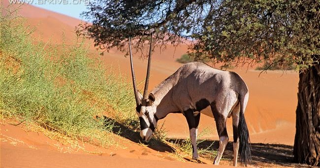 Mamíferos y marsupiales mammals of the earth: Orix del Cabo (Oryx gazella)