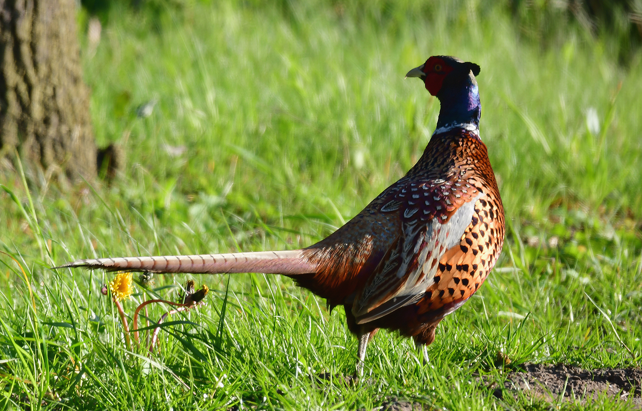 Jozef van der Heijden - Natuurfotografie: Fazant (Phasianus colchicus)