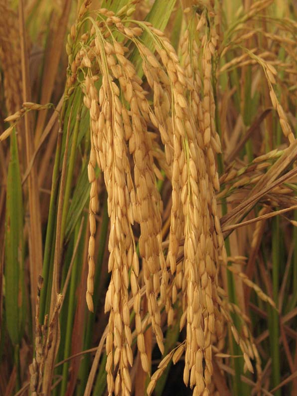 Cahaya Angkasa: Setangkai Padi