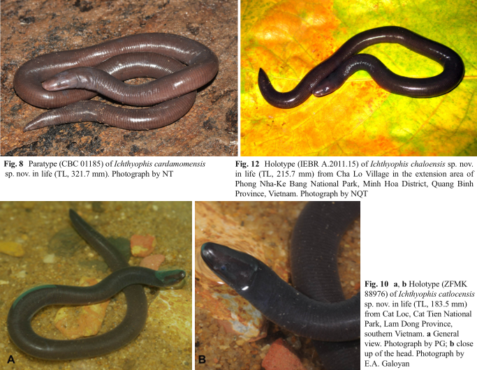 Ichthyophis - Alchetron, The Free Social Encyclopedia