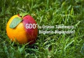 Gazi Polat blog spot: GDO NEDİR?: GDO LU ÜRÜNLER VE ZARARLARI