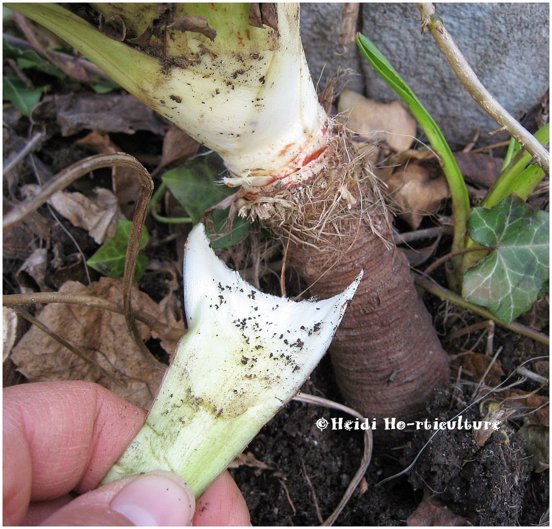 Heidi Horticulture: Plant Profile: Yucca filamentosa - Maintaining and ...