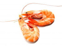 Some shrimp facts | Facts About All