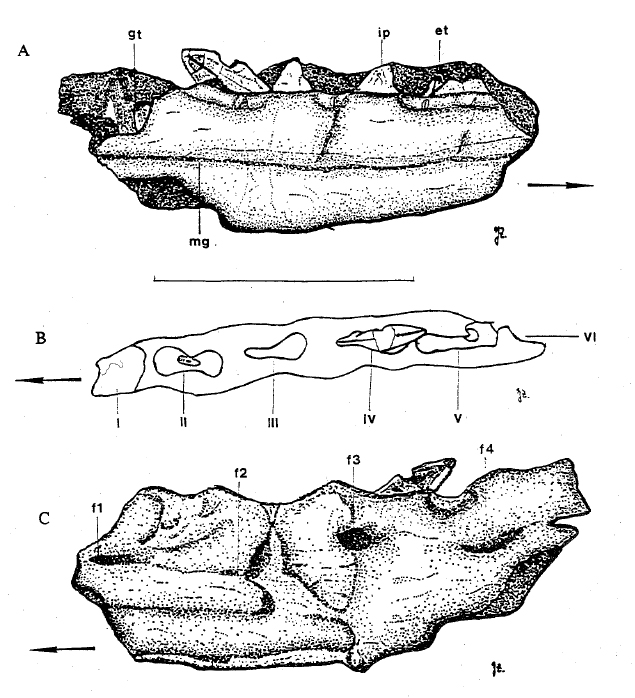 The Theropod Database Blog: October 2015