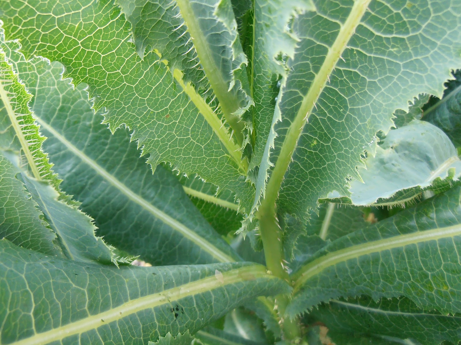 LECHUGA SILVESTRE: Lactuca serriola | Plantas rioMoros