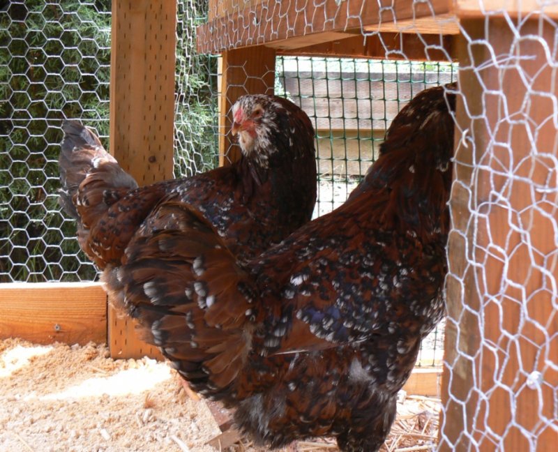 Breed Savers: Russian Orloffs