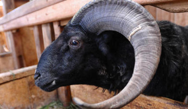 Domba Garut Yang Istimewa | ANANGPEDIA