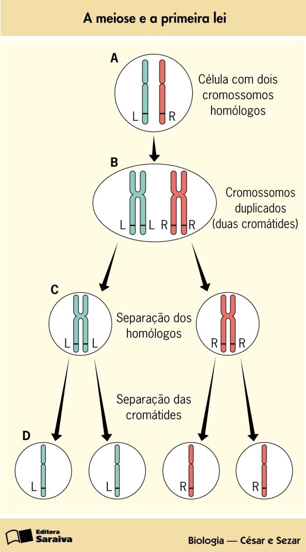 Núcleo - Meiose - Beth Biologia