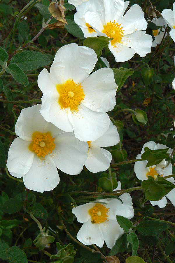 Wildflowers of Andalucia: Cistus salvifolius