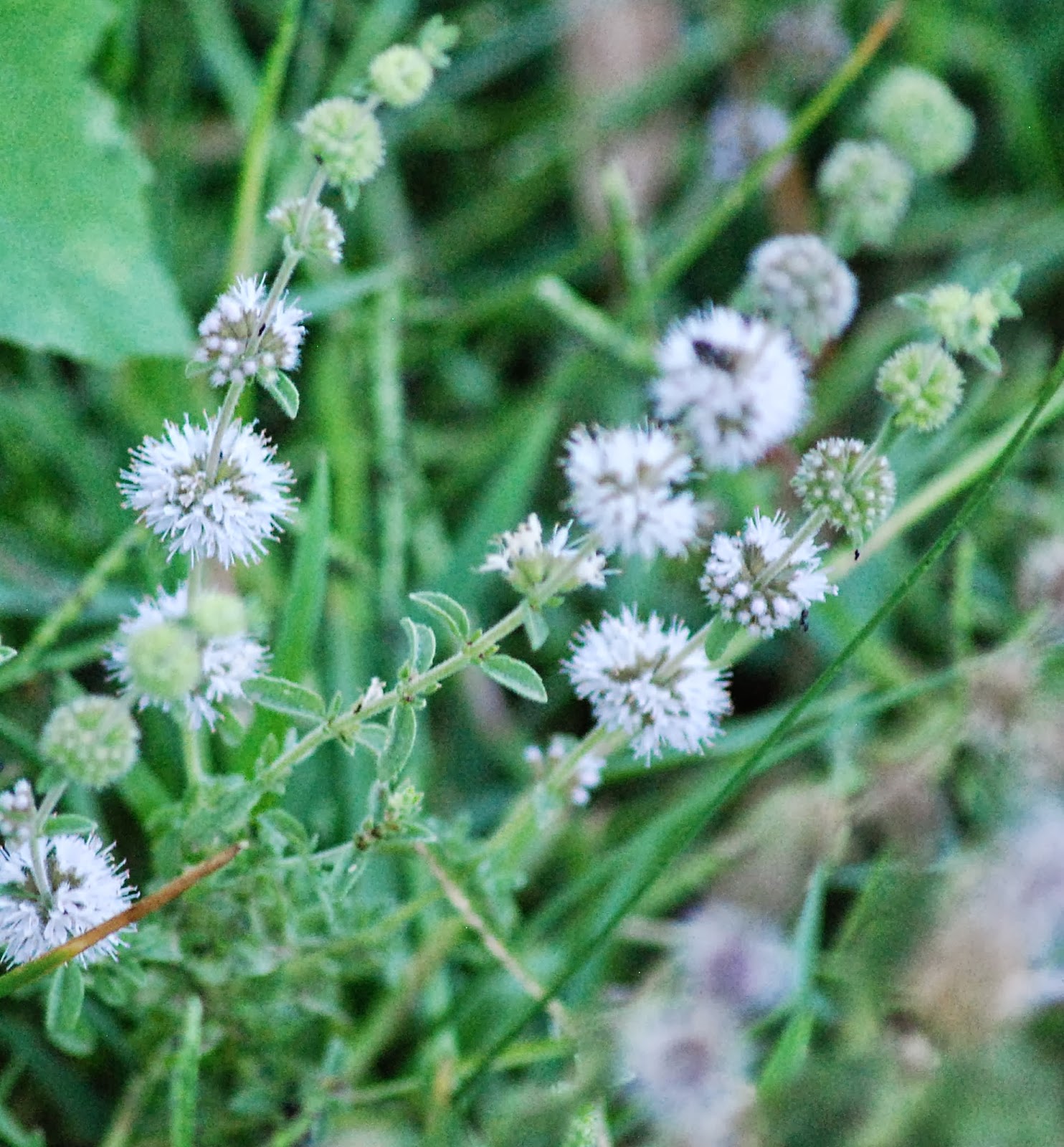 Entre jaras y encinas: Plantas con flores de color rosa