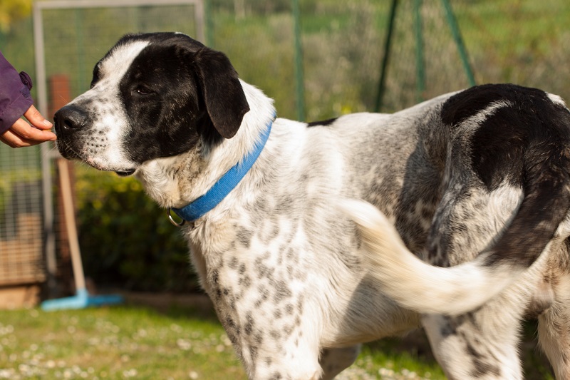 CUOREDICANE: ENNESIMO RINNOVO!! RINGO, MERAVIGLIOSO INCROCIO ALANO, TG ...