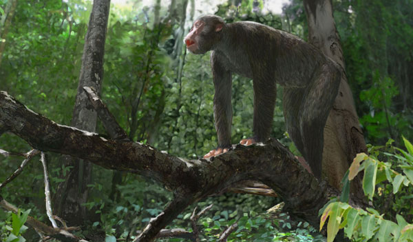 El profesor Bigotini: PLIOPITÉCIDOS. AL FIN SIMIOS