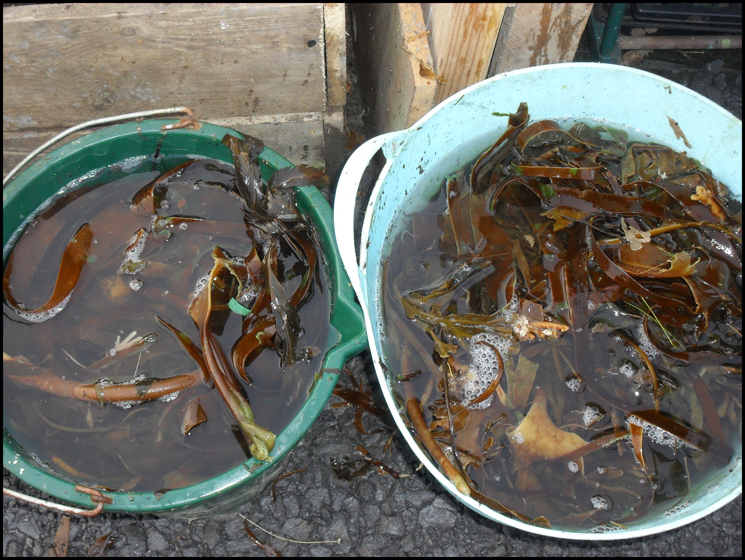 The Tenacious Gardener!: Garlic & buckets of tea!